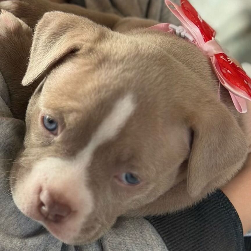 Девочка американчкий булли