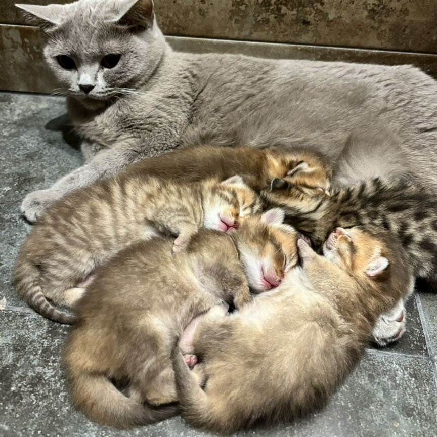 Котята золотая шиншилла