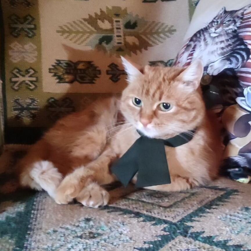 Взрослая, кошка в добрые руки