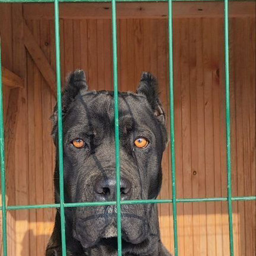 Собака кане корсо