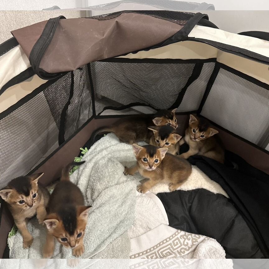 Абиссинские котята