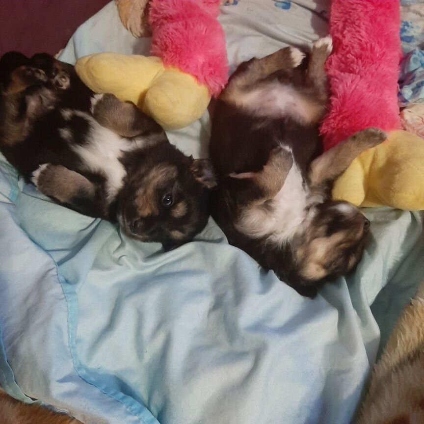 Щеночки в добрые руки