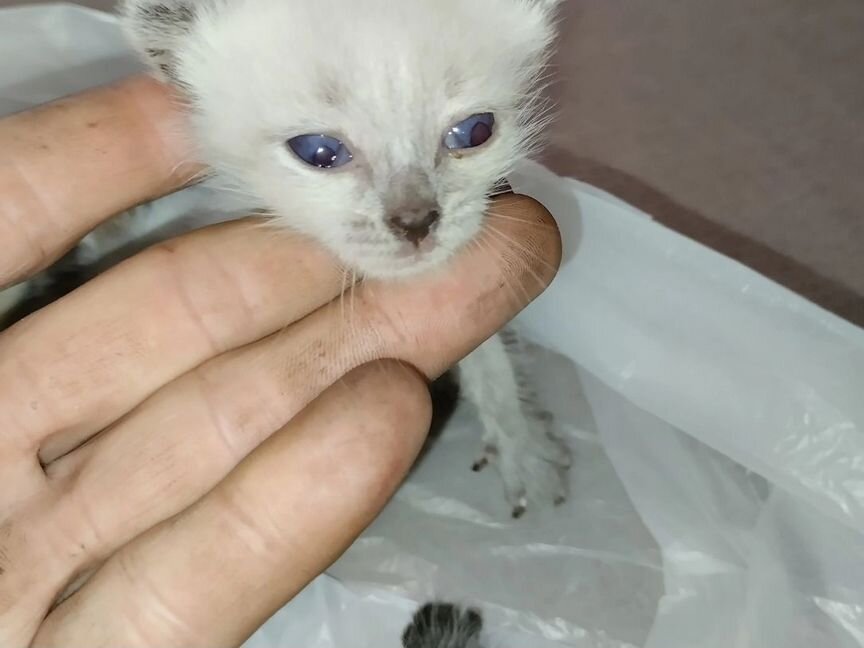 Котята в добрые руки бесплатно