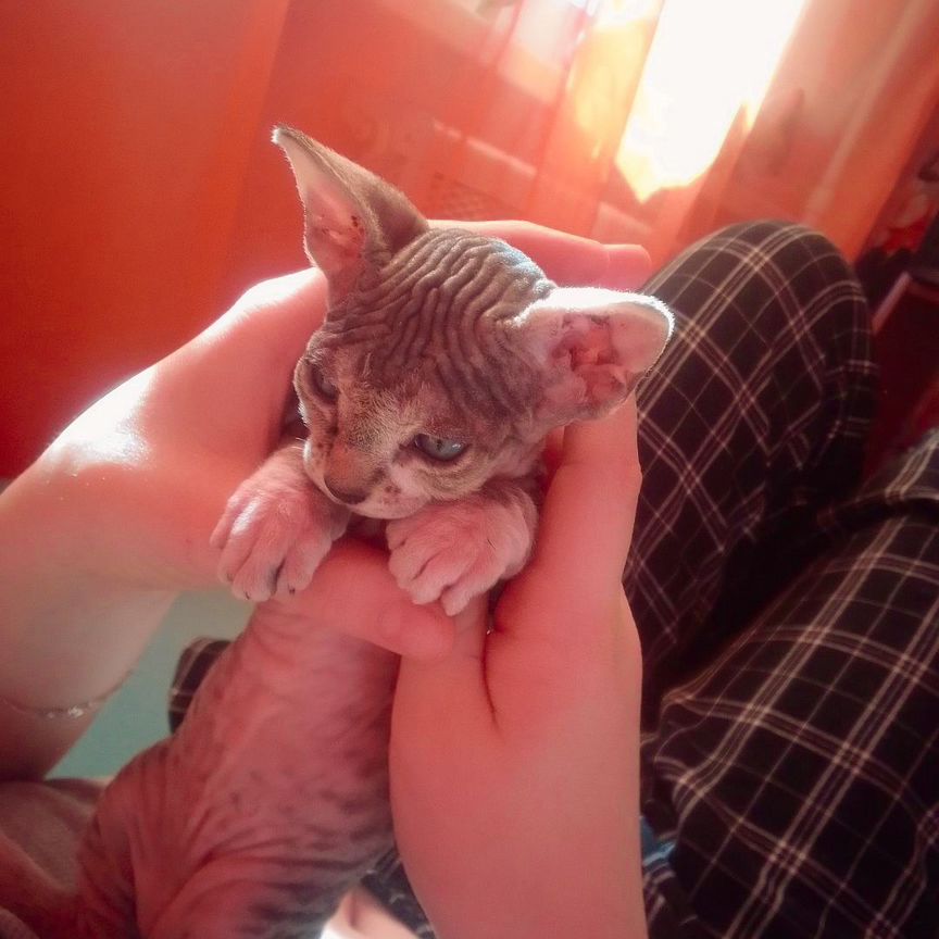 Канадский сфинкс котята