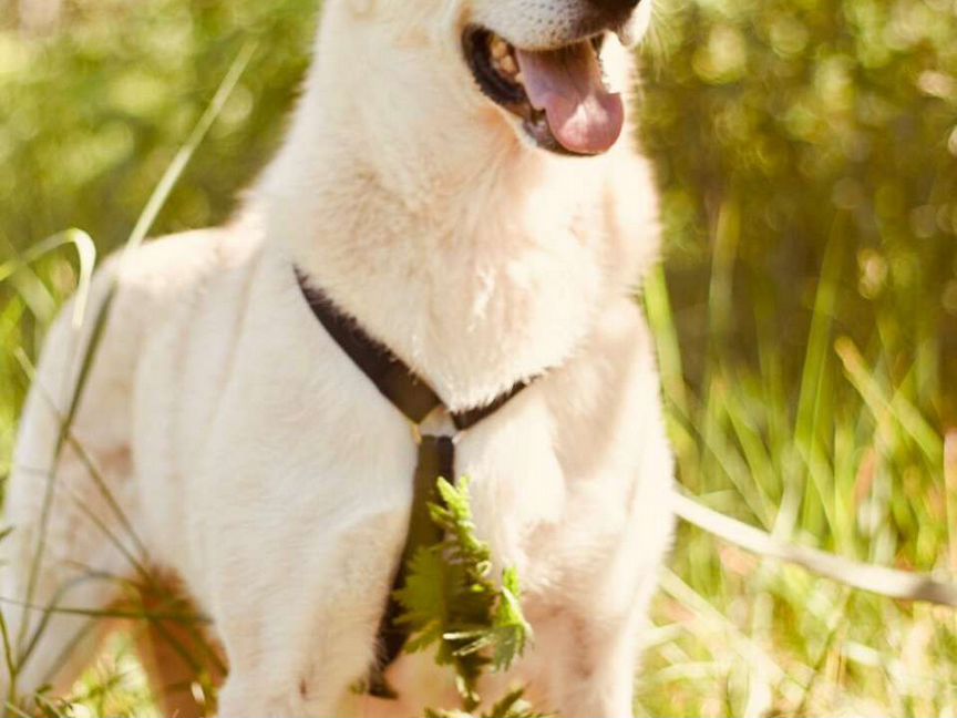 Не Швейцарская овчарка. Улыбака Синди