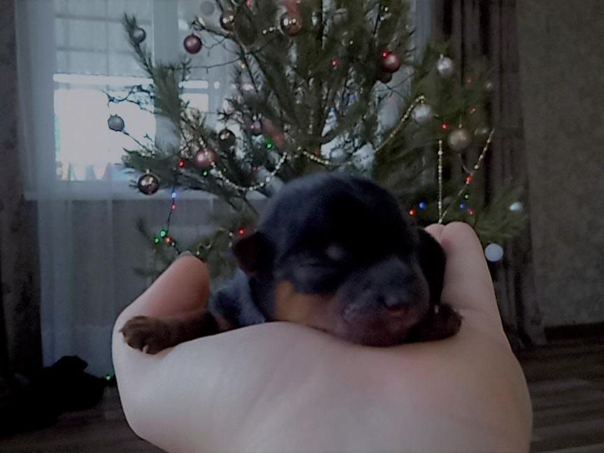 Йоршский терьер