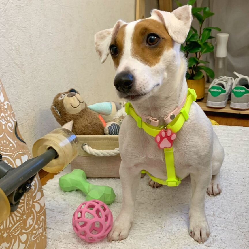 Шлейка анатомическкя для собак zee.dog neopro