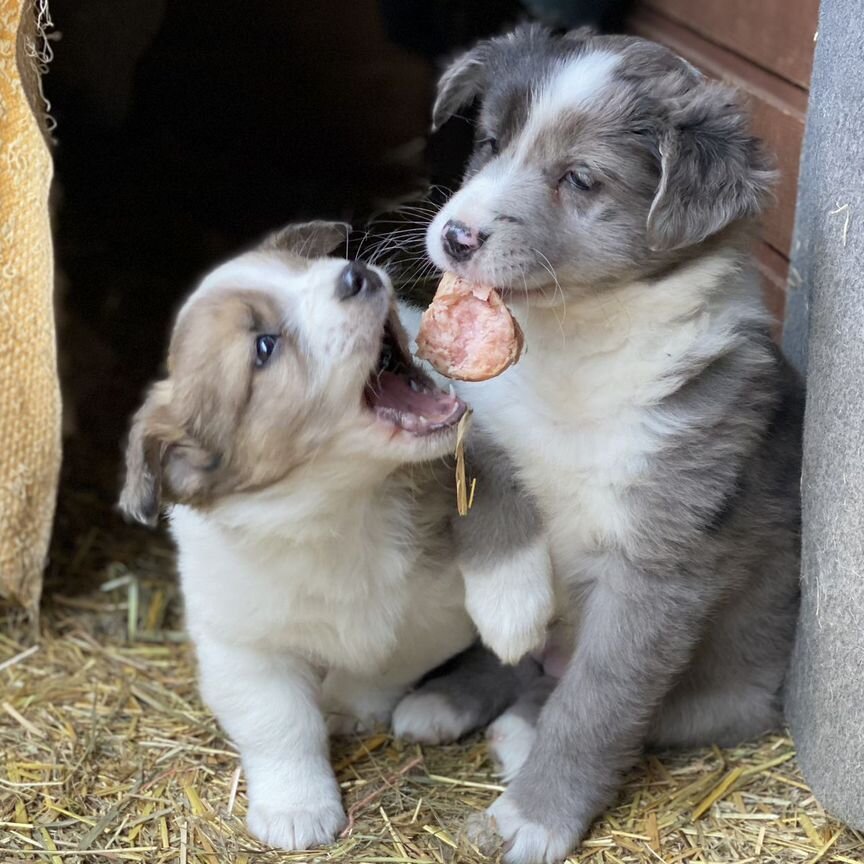 Щенок в добрые руки