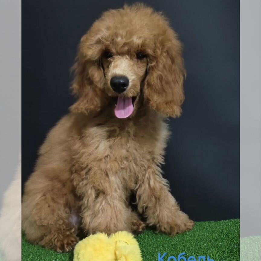 Пудель, щенок