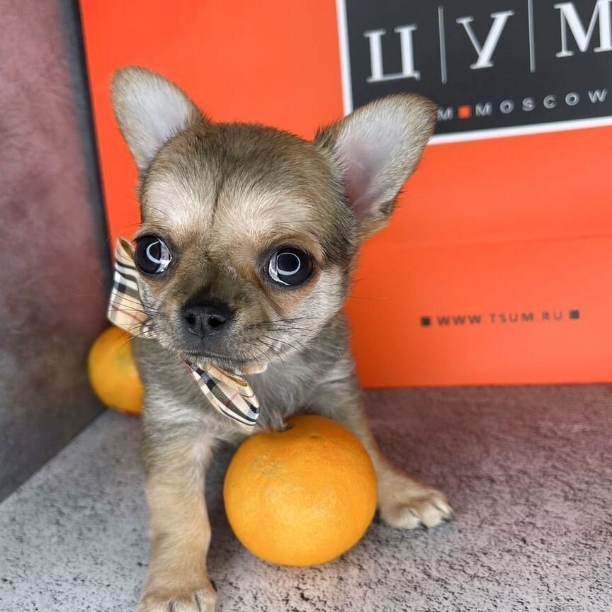 Крошечный mini малыш Чихуахуа