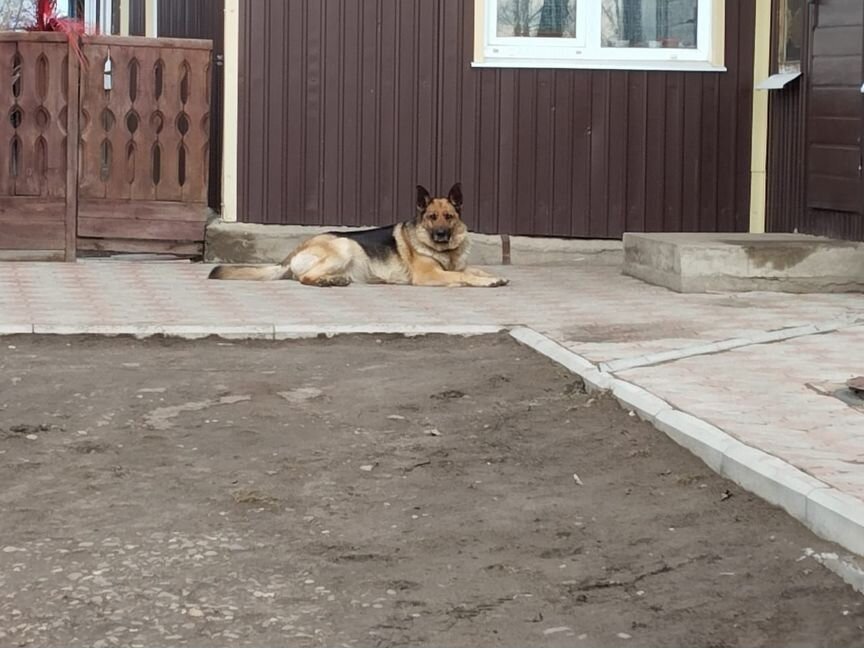 Собака