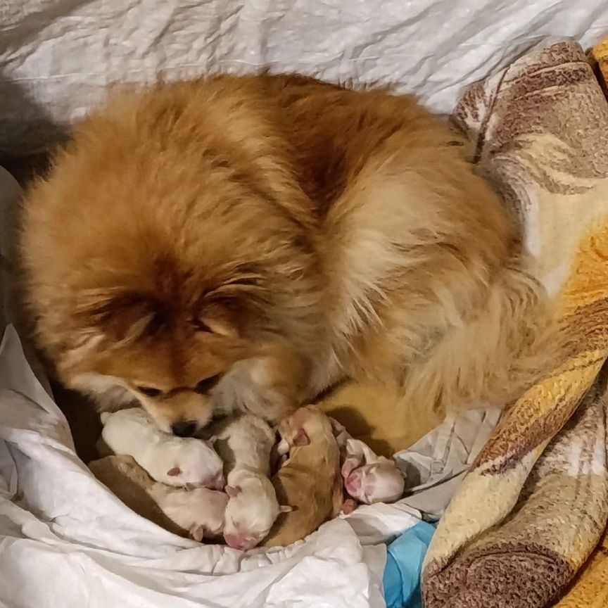 Собака померанский шпиц