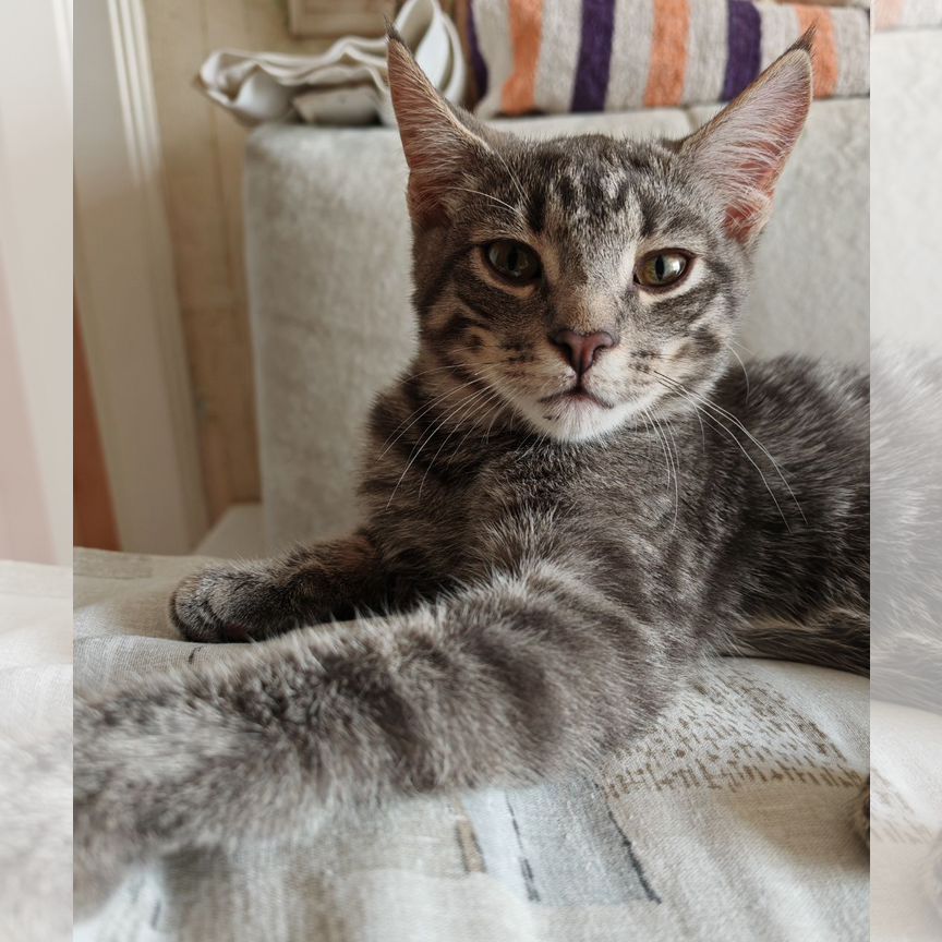 Котенок мальчик 4 месяца