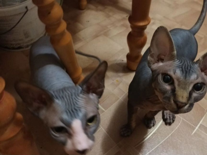 Донской сфинкс