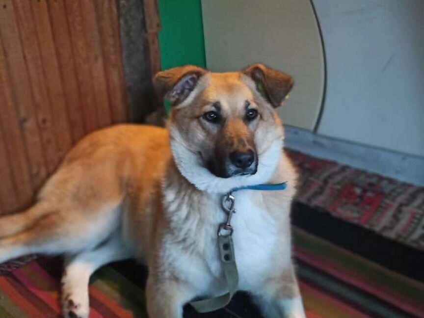 София ищет дом