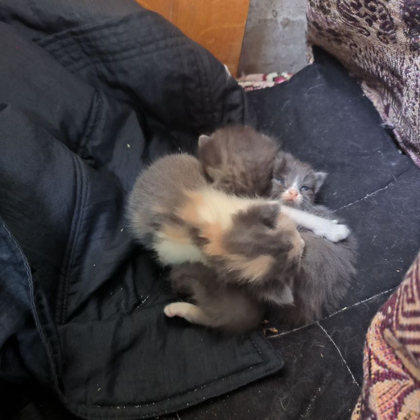 Котята в добрые руки