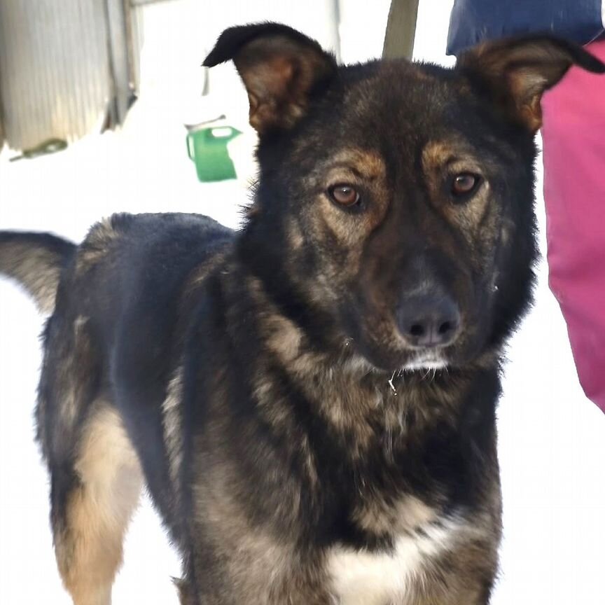 Взрослая собака в добрые руки