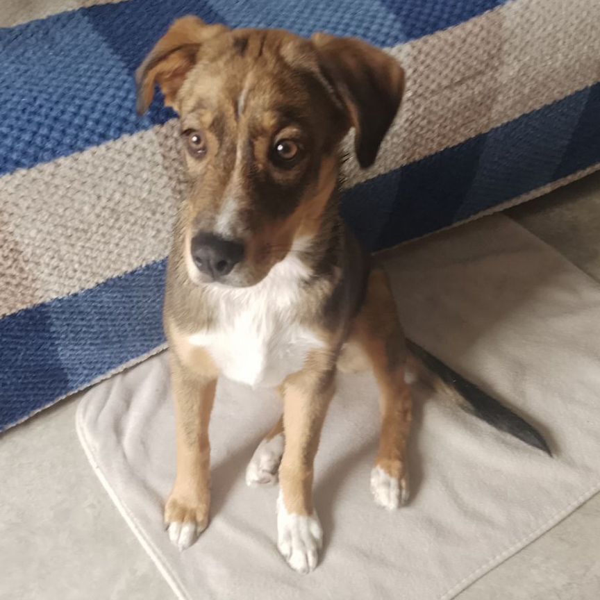 Щенок в добрые руки