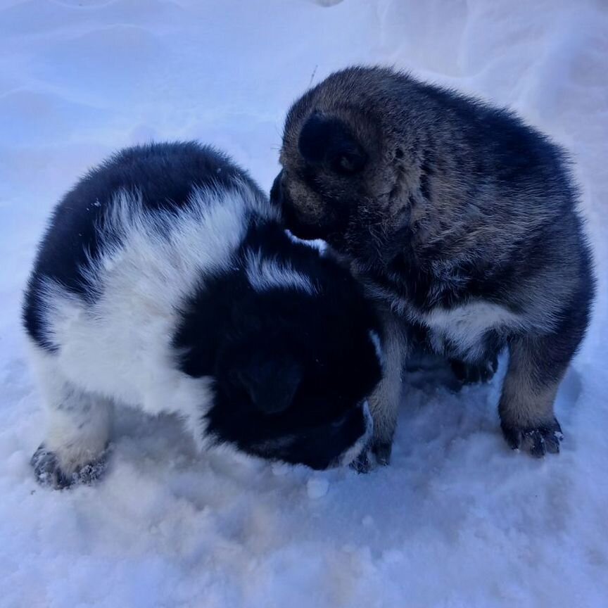 Щенок в добрые руки