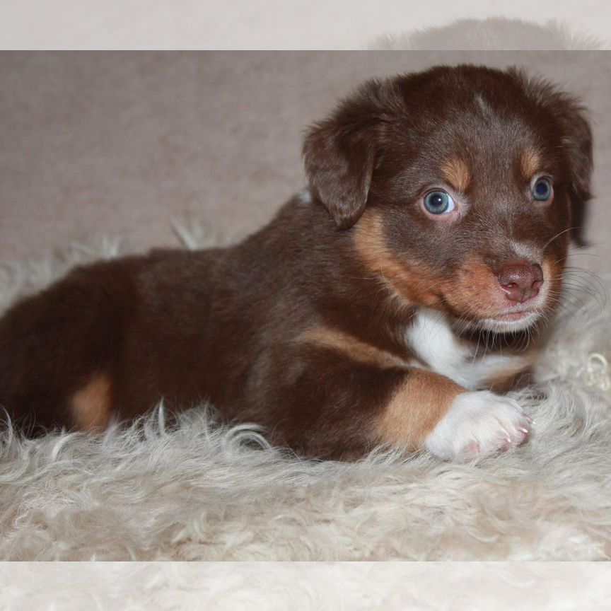 Миниатюрная американская овчарка, щенок