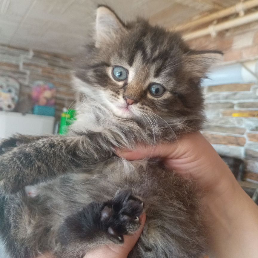 Сибирский котёнок