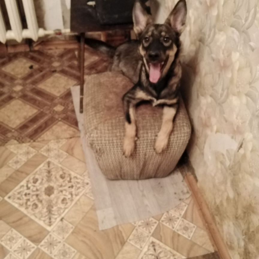 Ищем дом щенку 3 месяцев, зонарный окрас