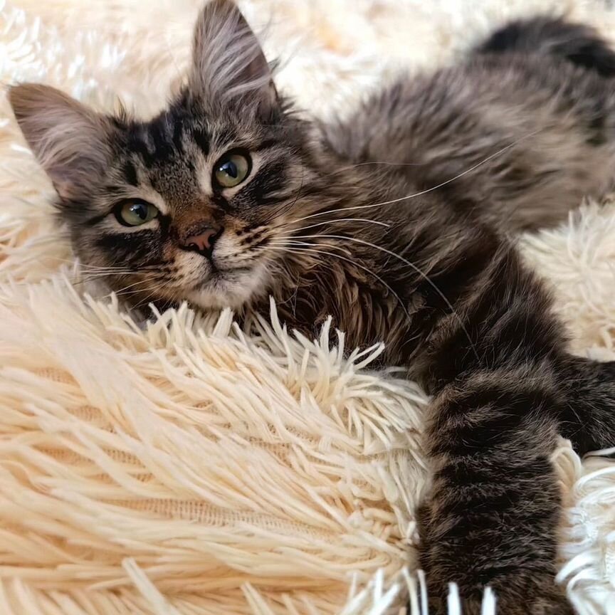 Кот в добрые руки