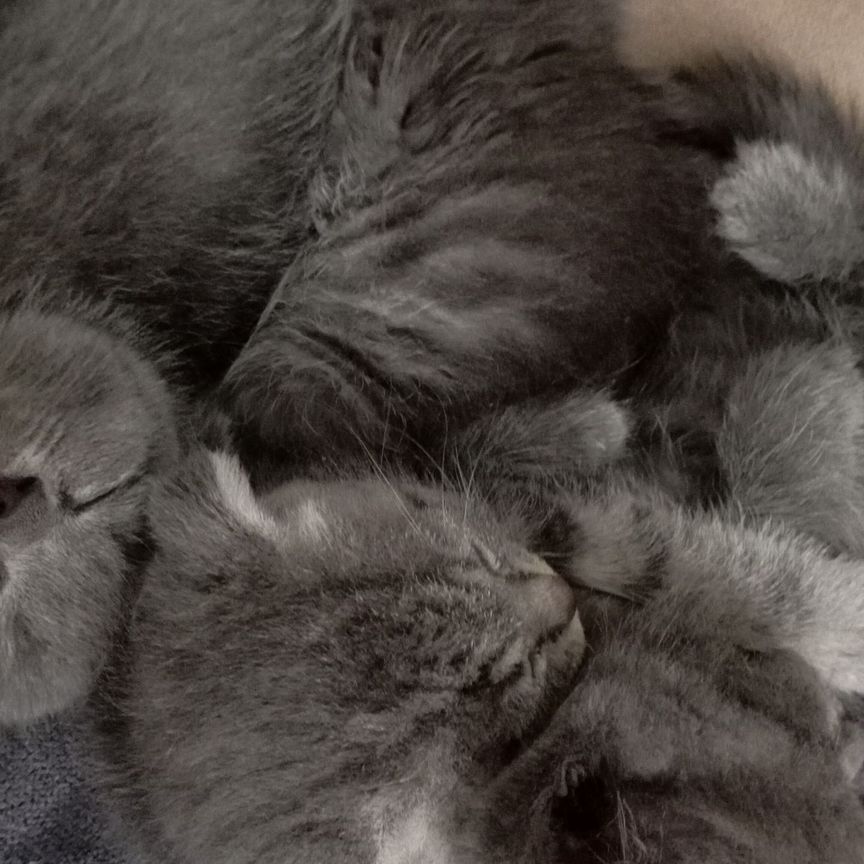Котята в добрые руки бесплатно