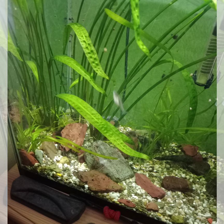 Растения для аквариума