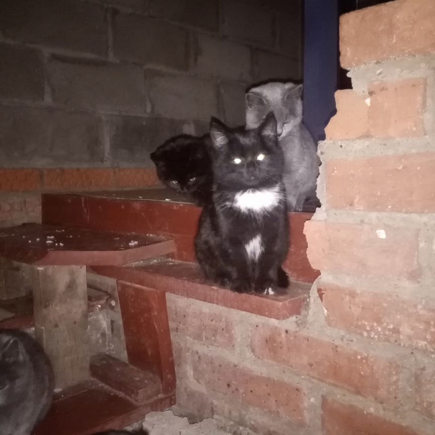 Котята в добрые руки