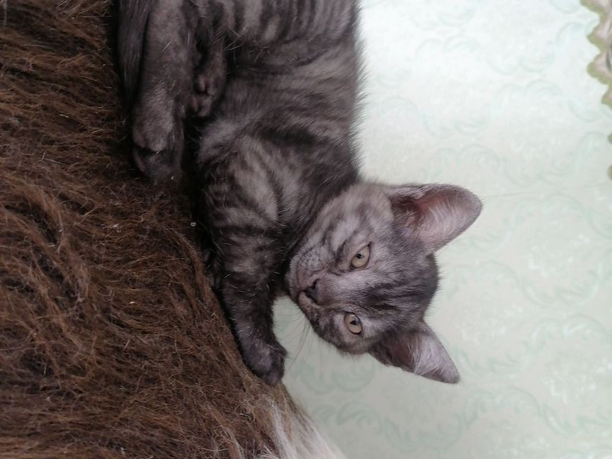 Кошка Сонечка