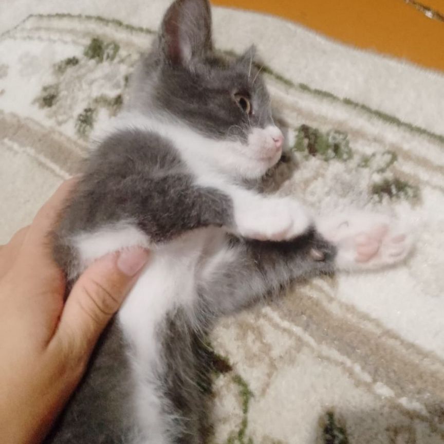 Британский короткошёрстный котёнок