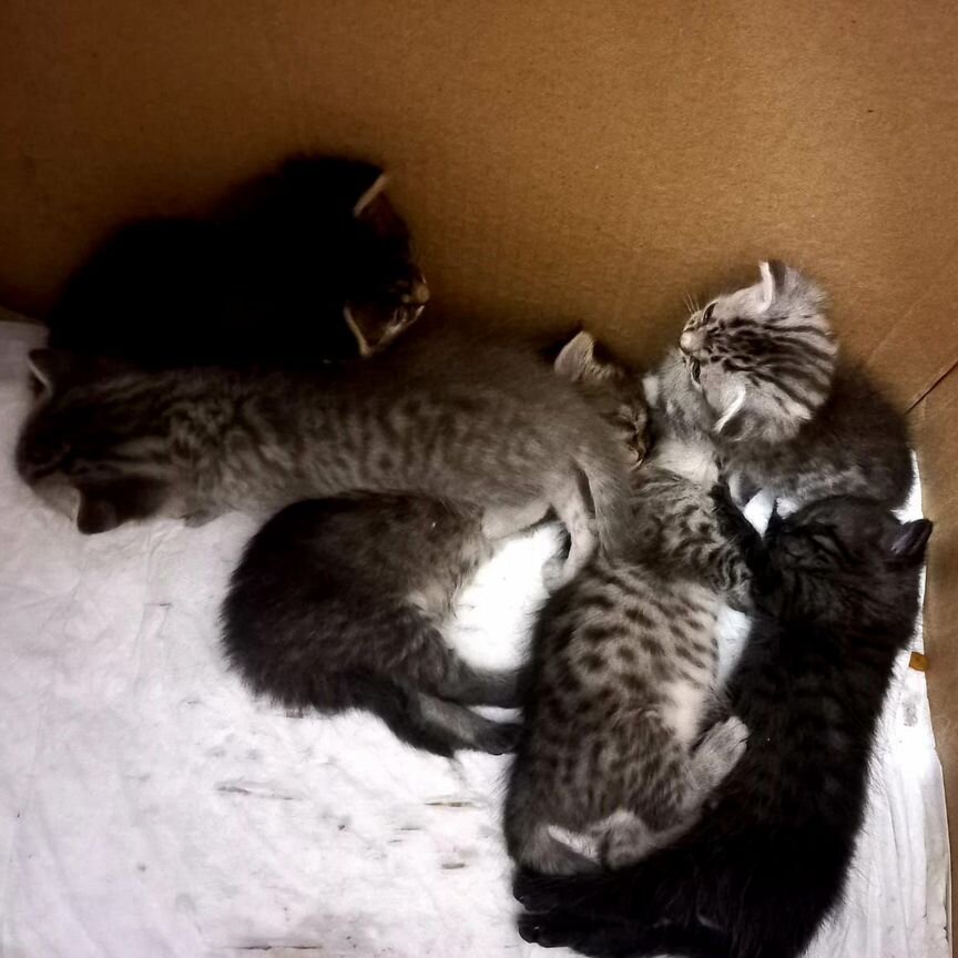 Шотландская