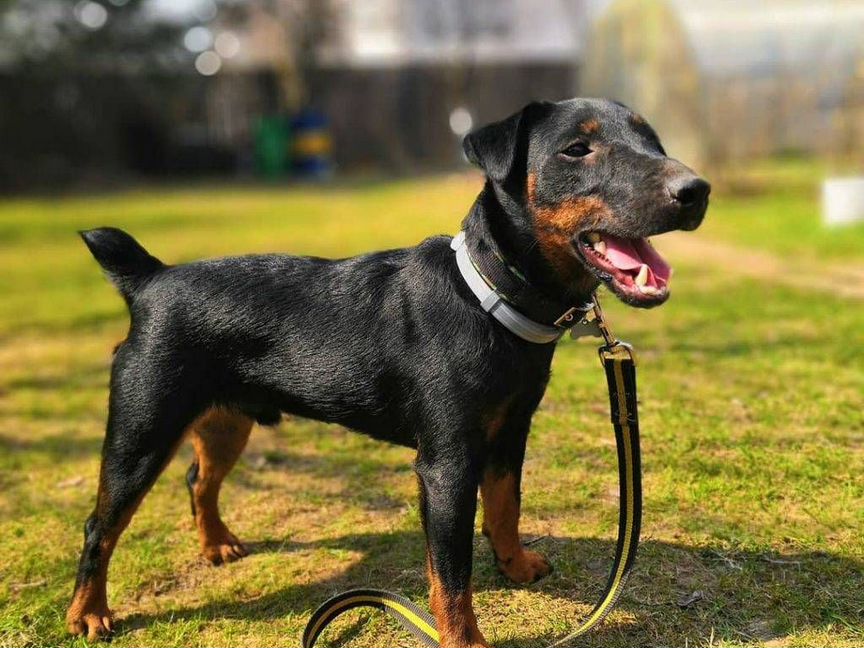 Продам породистую собачку ягдтерьер