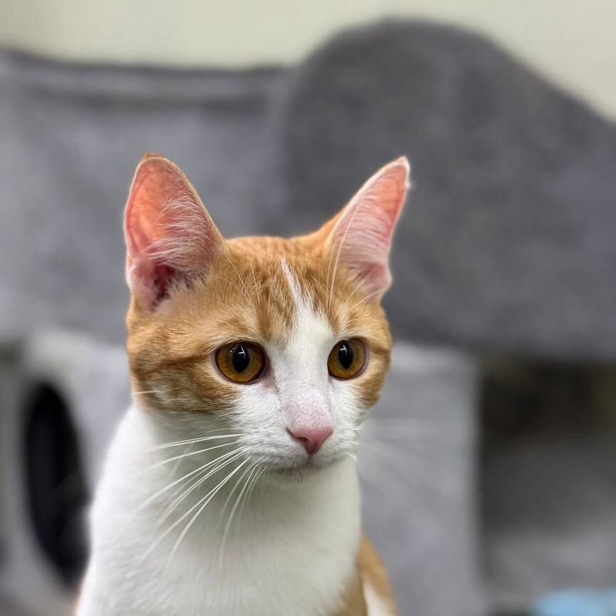 Котик бесплатно
