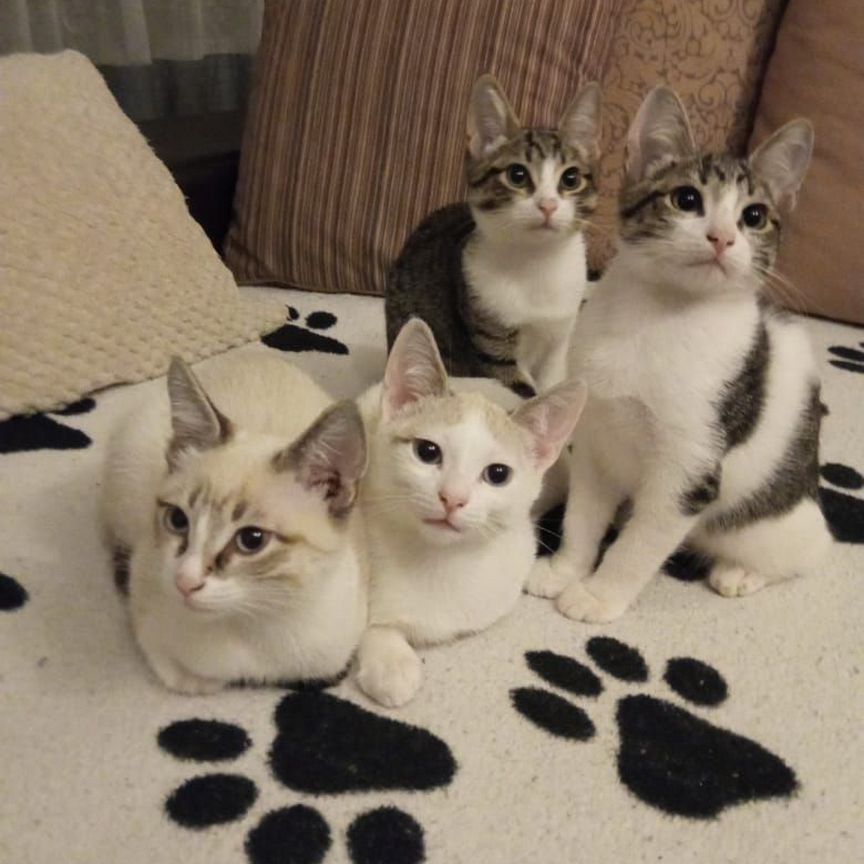 Котята в добрые руки мальчики