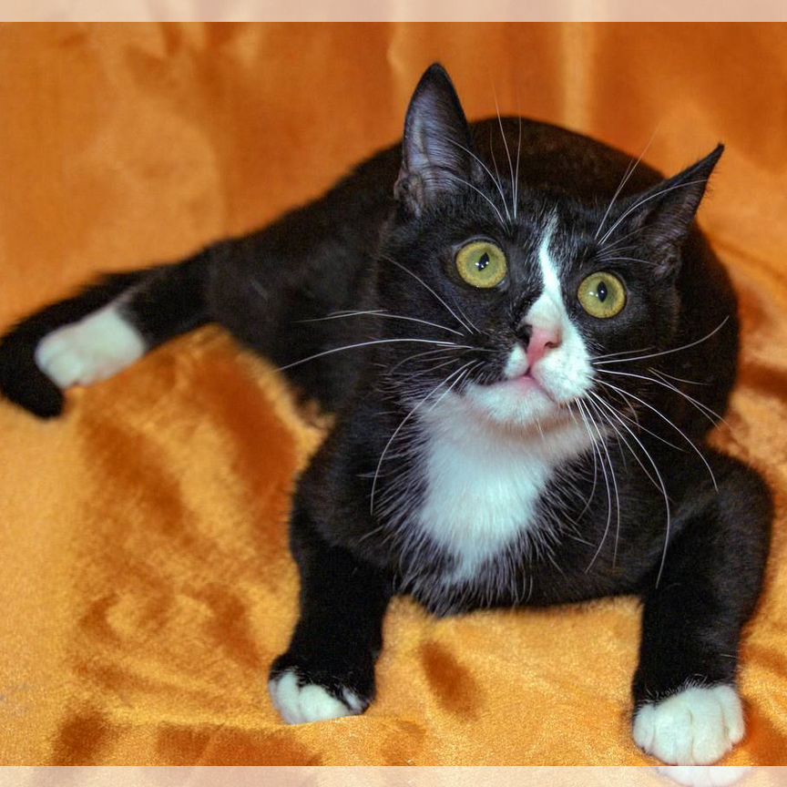 Котёнок в добрые руки