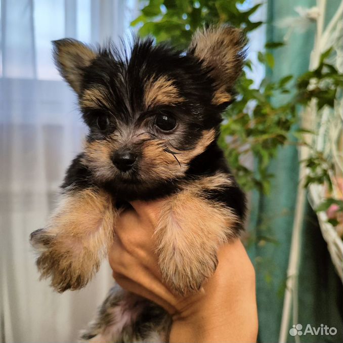 Щенки йорка (стандарт)