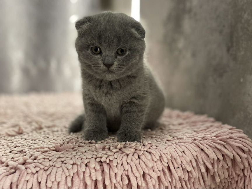 Шотландская вислоухая кошка