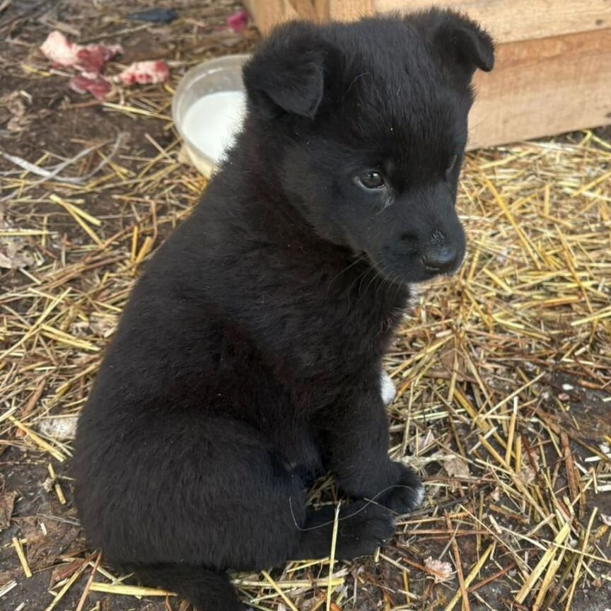 Щенок в добрые руки