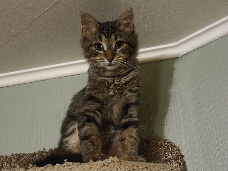 Кошка котенок 4 месяца