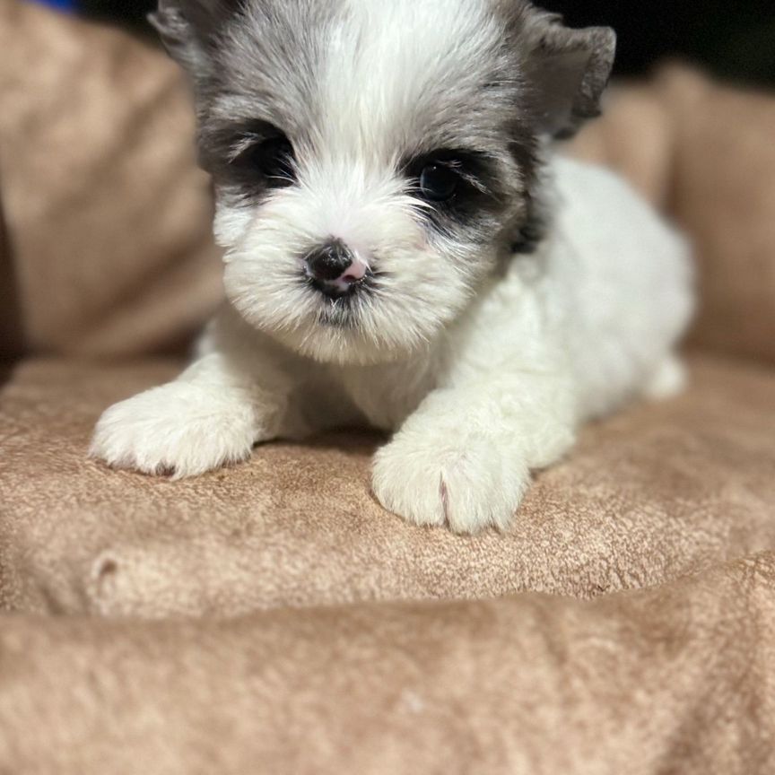 Малышка йорк блю берри