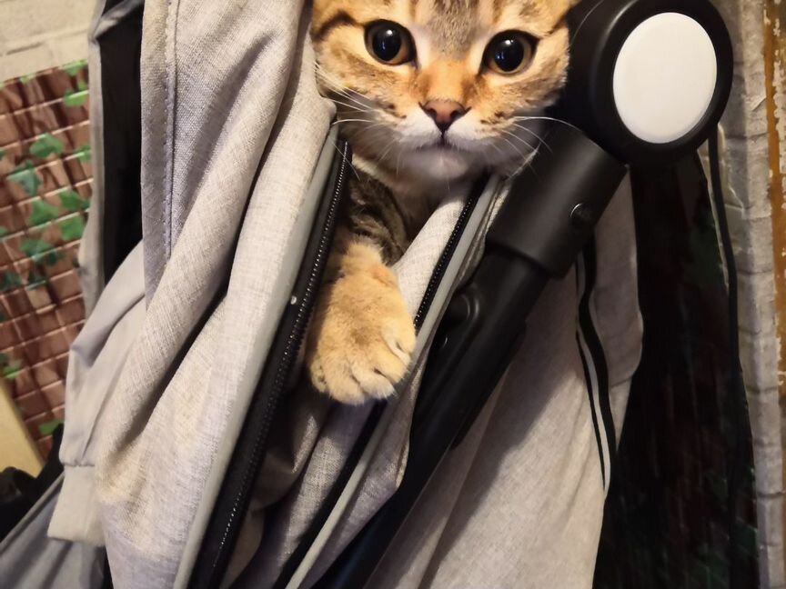 Отдам кошечку