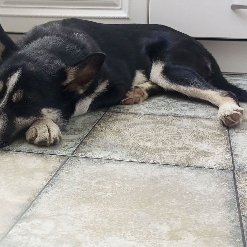 Хаски   лайка