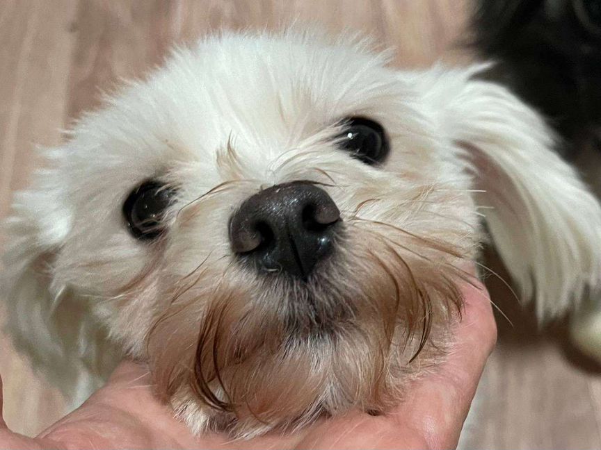 Помесь мультезе и той-пудел