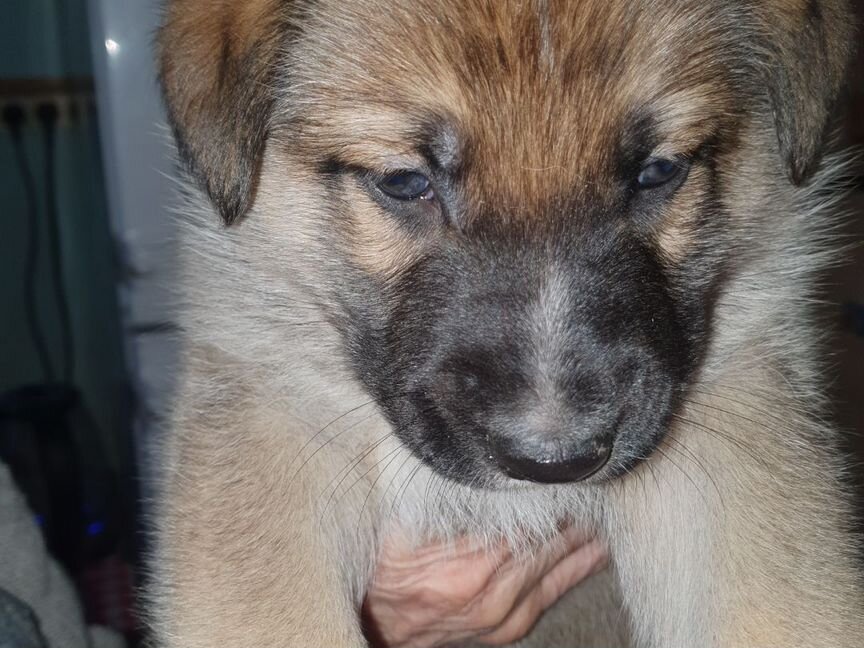 Маленькая собака в добрые руки бесплатно