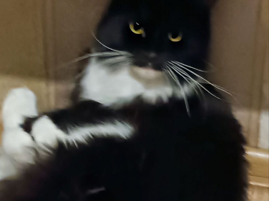 Ищем жениха кошке