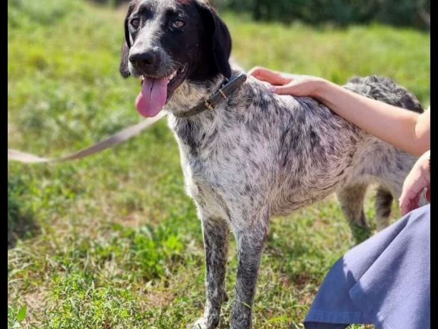 Дратхаар метис собака из приюта