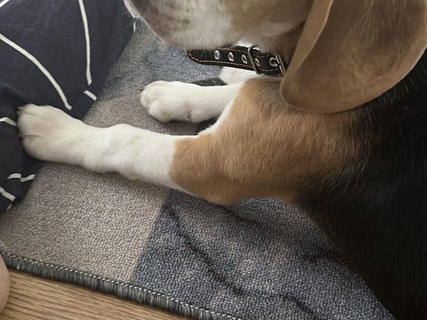 Бигль в добрые руки