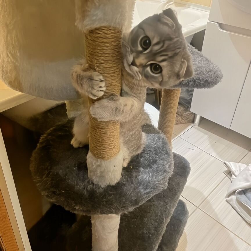 Шотландский вислоухий длинношёрстный котёнок